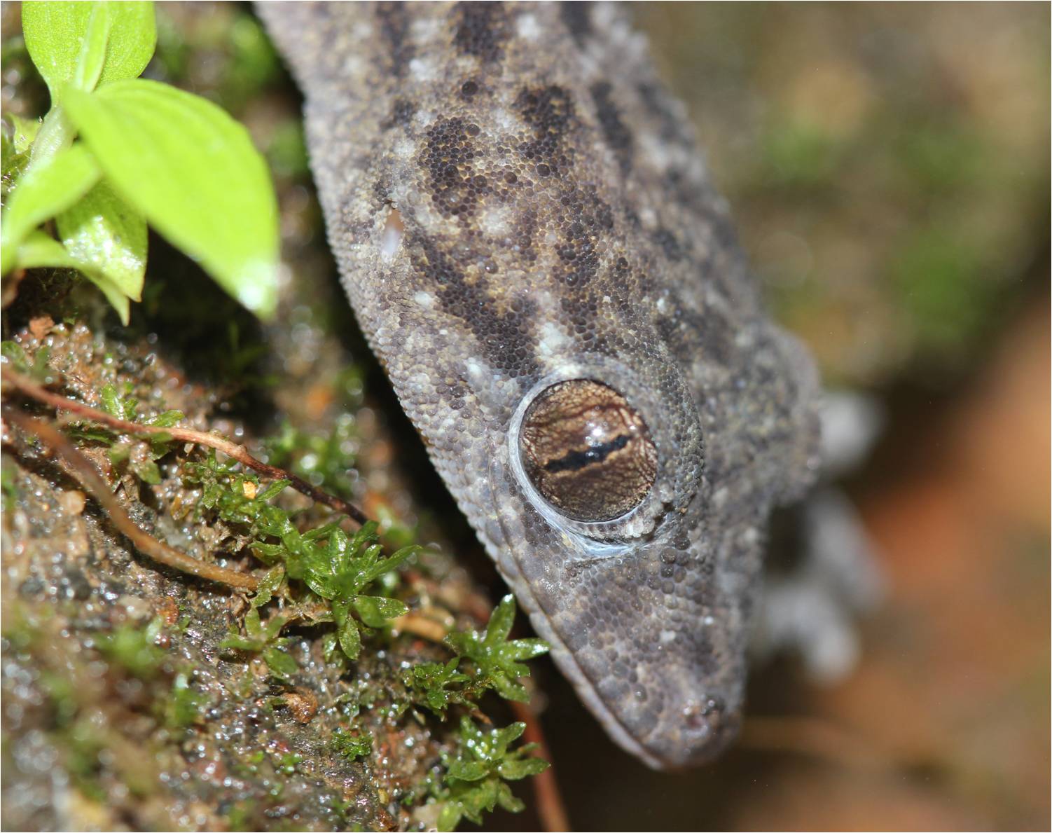 Dr. Akash Akinwar: Amboli Ghat, Biodiversity Hotspot! Amboli - Paradise ...