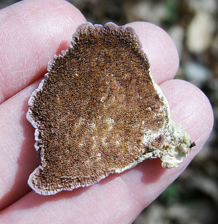 Anybody Seen My Focus?: Trichaptum biforme (Violet-toothed Polypore)