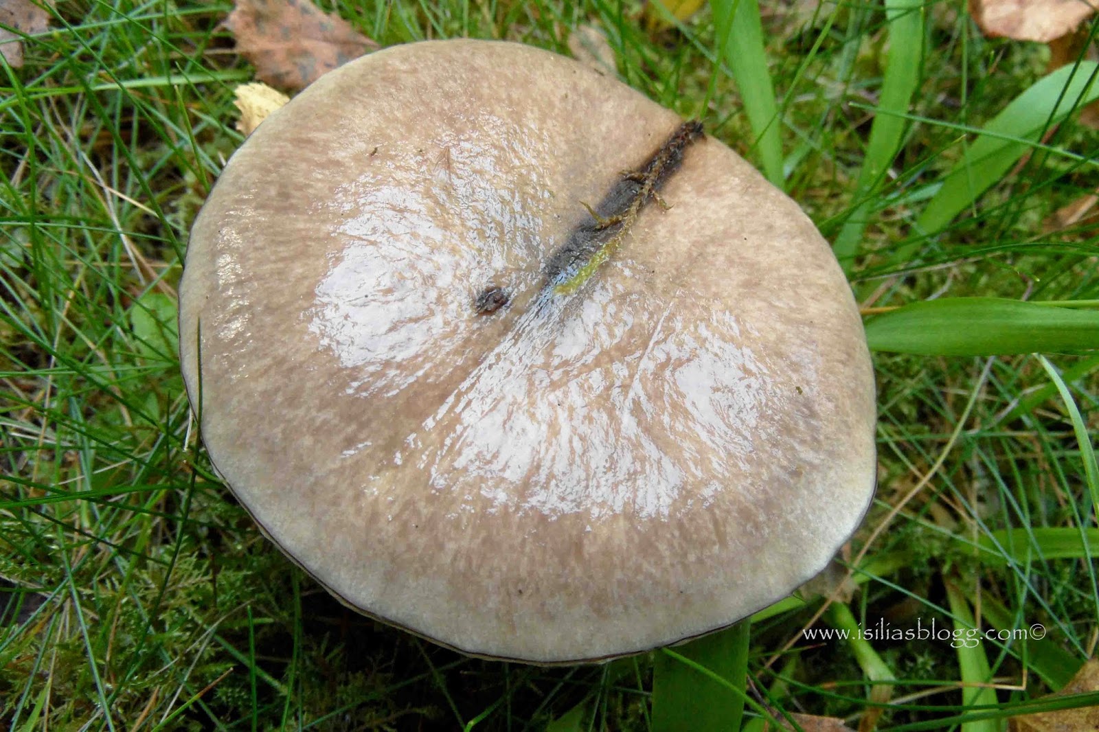 Isilias Blogg: Sleipsopp / Citronslemskivling, en mindre kjent men god ...