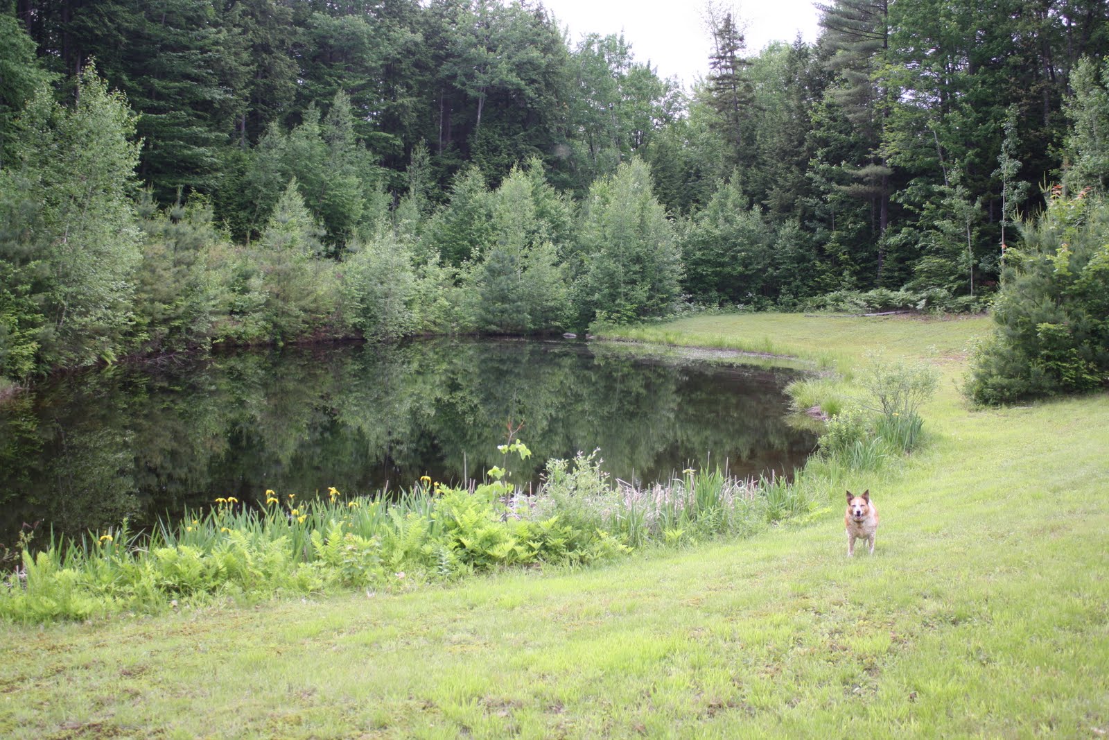 Catch-M-All: Catch-m-all's guilde to fishing "New" small ponds