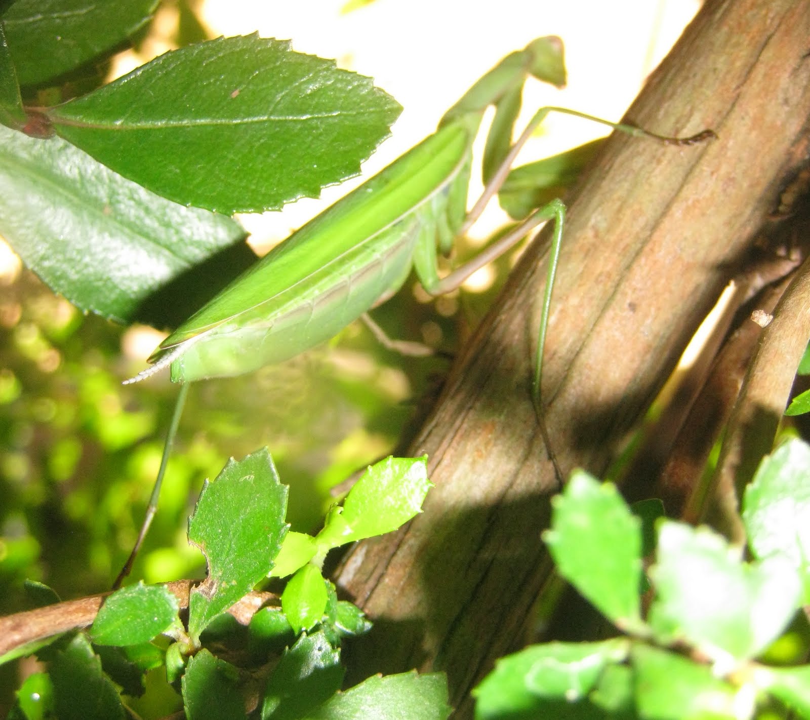 EL BLOG DE AMADO: LA MANTIS QUE CASI MATO