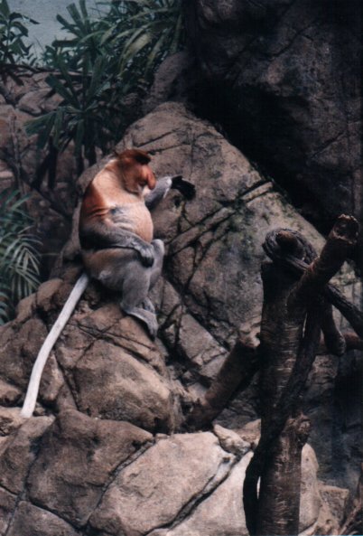 The Circus "NO SPIN ZONE": Proboscis Monkey Update