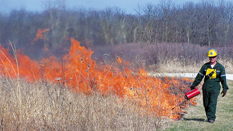 Fire Ecology: Prescribed fire for Invasive Species