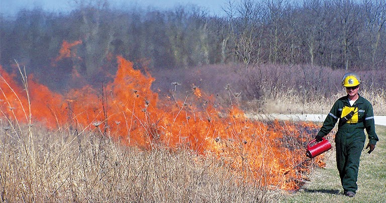 Fire Ecology: Prescribed fire for Invasive Species