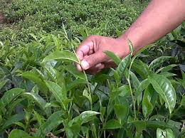 Cara Menanam Teh yang baik: TEKNIK BUDIDAYA TANAMAN TEH