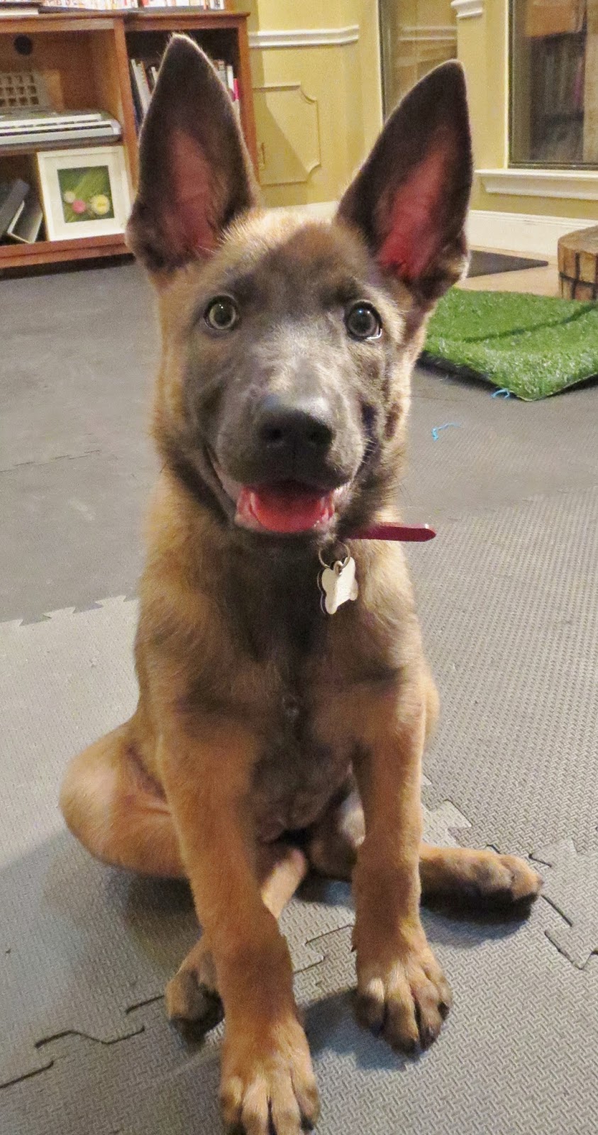 How a female aspie finds her niche in life