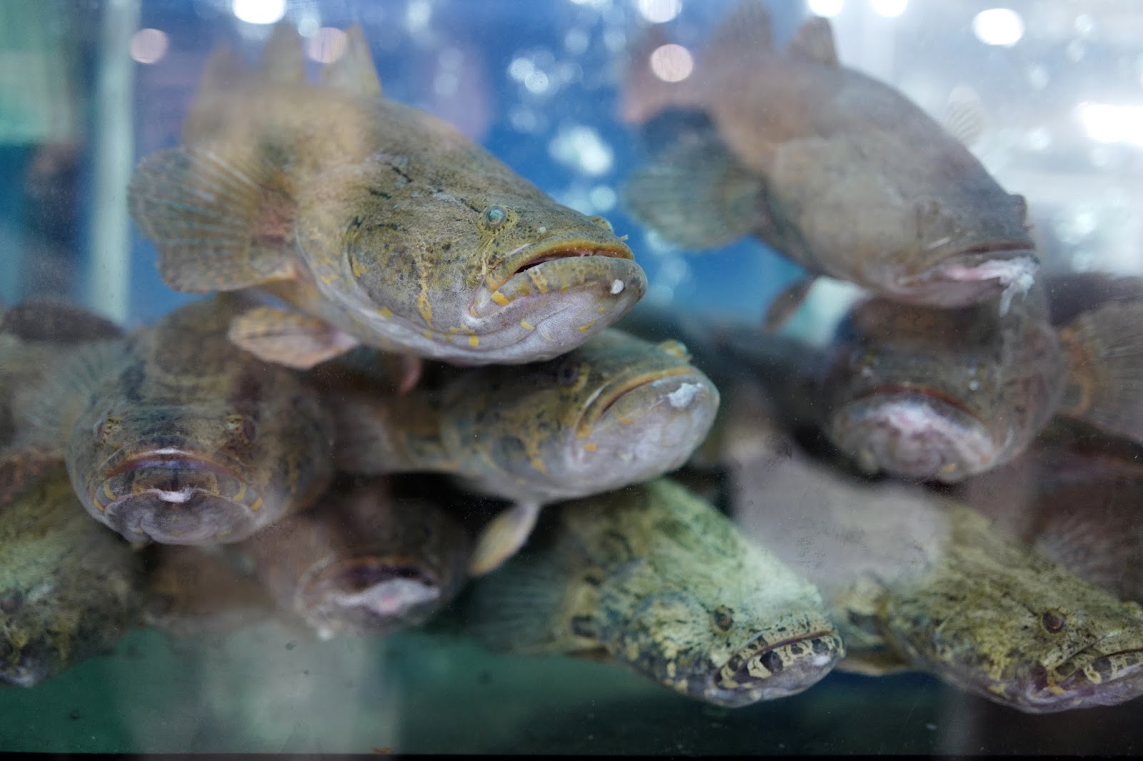 JE TunNel: KEDAI MAKANAN LOONG KEE 龍記小菜館~ Soon Hock fish Craving?