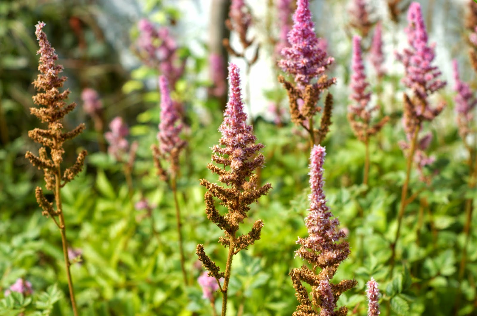Vive les spuds! National Potato Day 23rd of August 2013 | French Foodie ...