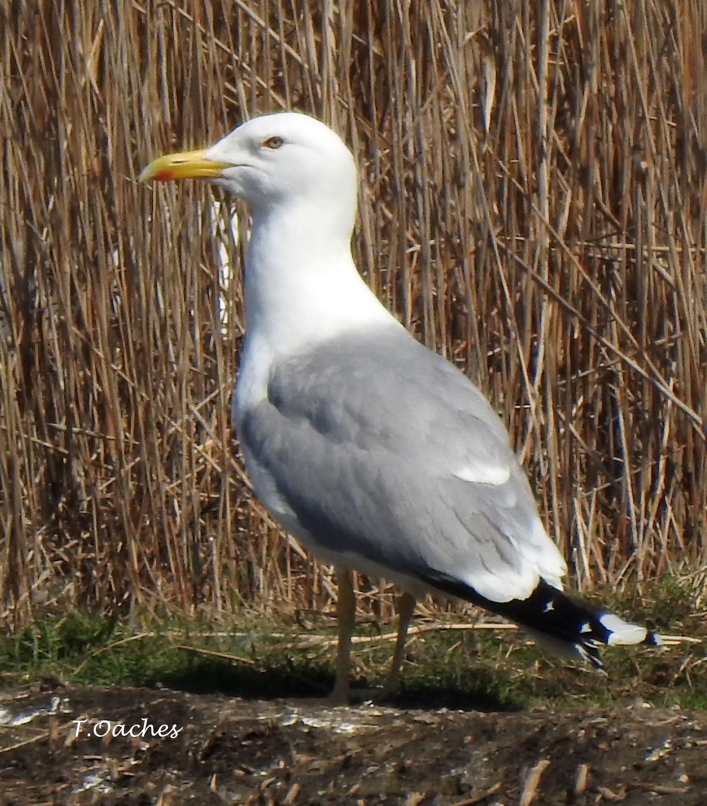 PASARI DIN ROMANIA: PESCARUS PONTIC, Larus cachinnans