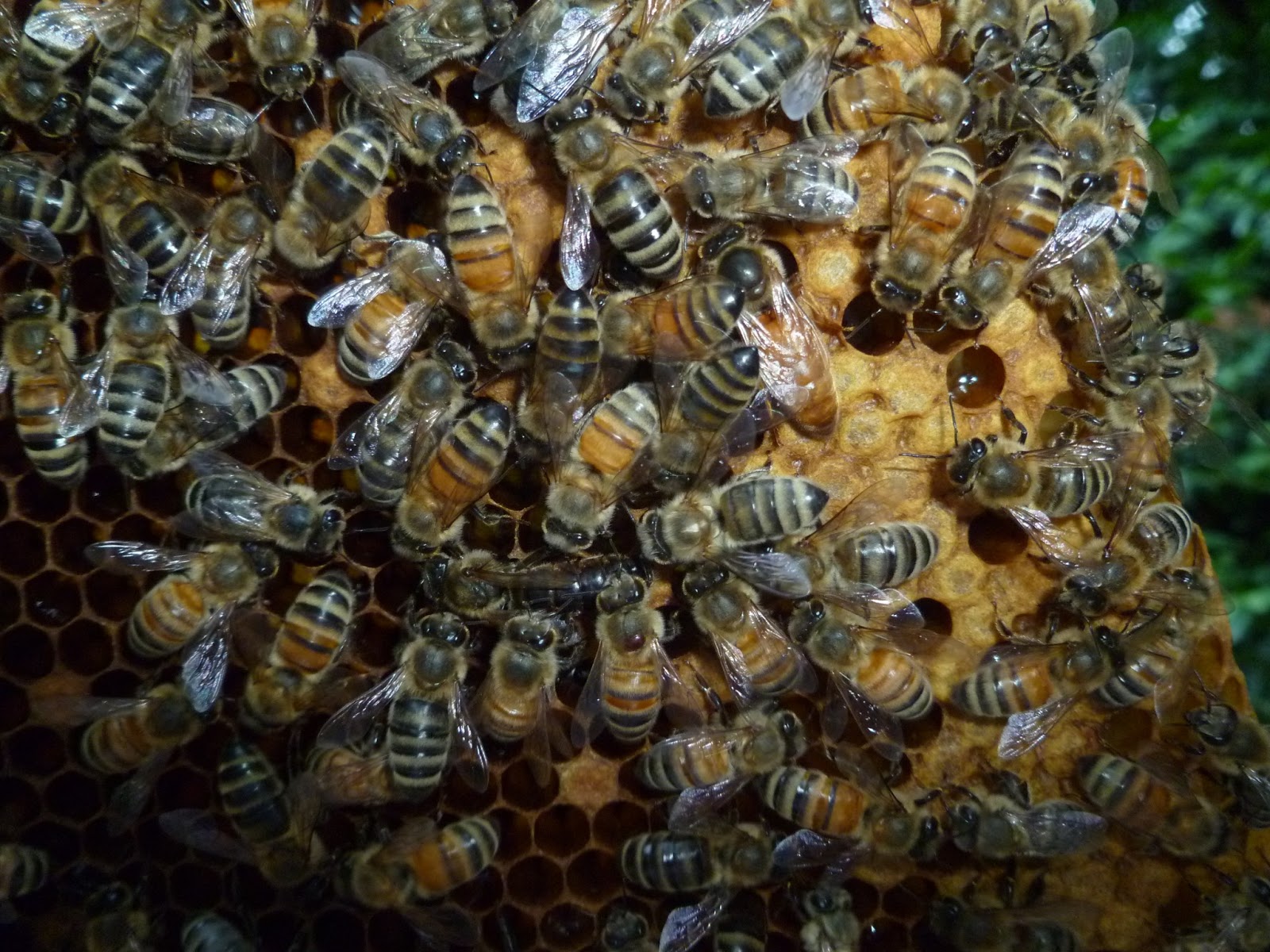 Queen Anne Bees: Supersedure Queens and Swarms