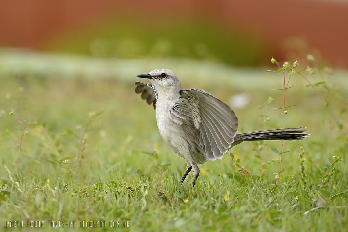 mis fotos de aves: Mimus gilvus Sinsonte Tropical Tropical Mockingbird