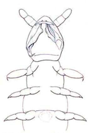 Blog de la Vida Prehistórica: Rhyniella Praecursor