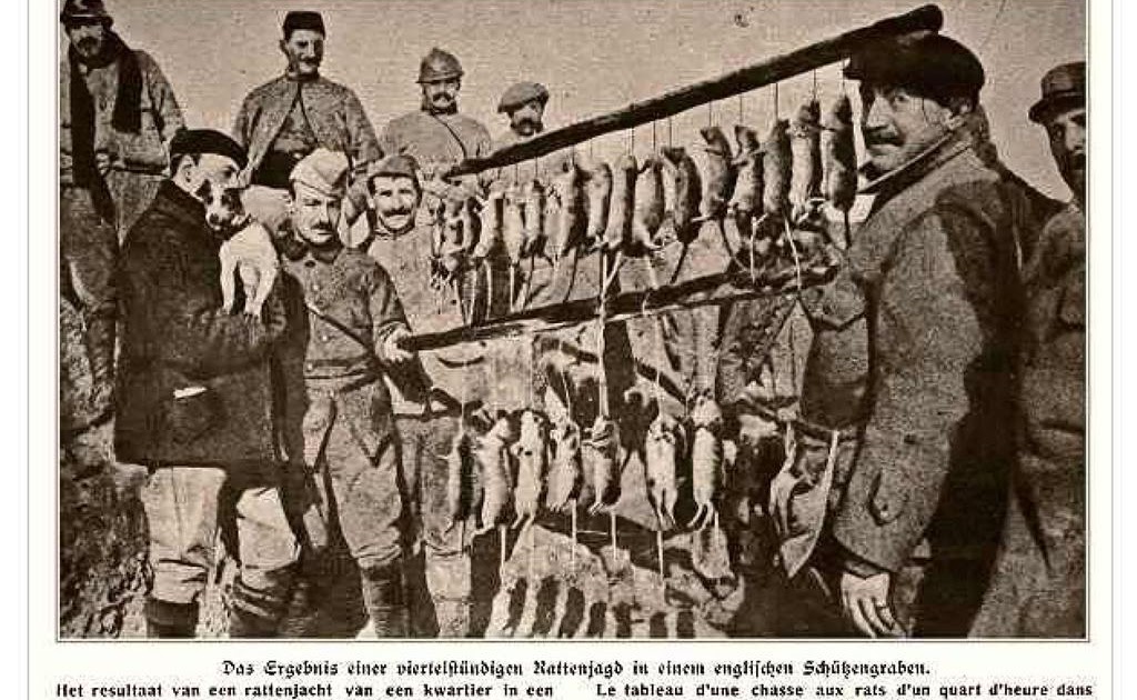 Military History Of the 20th Century: Trench Rats Of World War 1photo 4