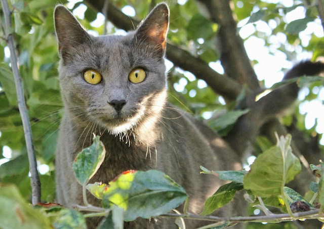 C'est la vie: { Basic Grey Persimmon layout }