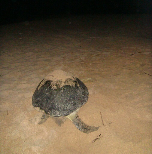 Baby Sea Turtle Release In Kuta Beach & Sea Turtle Conservation Centre