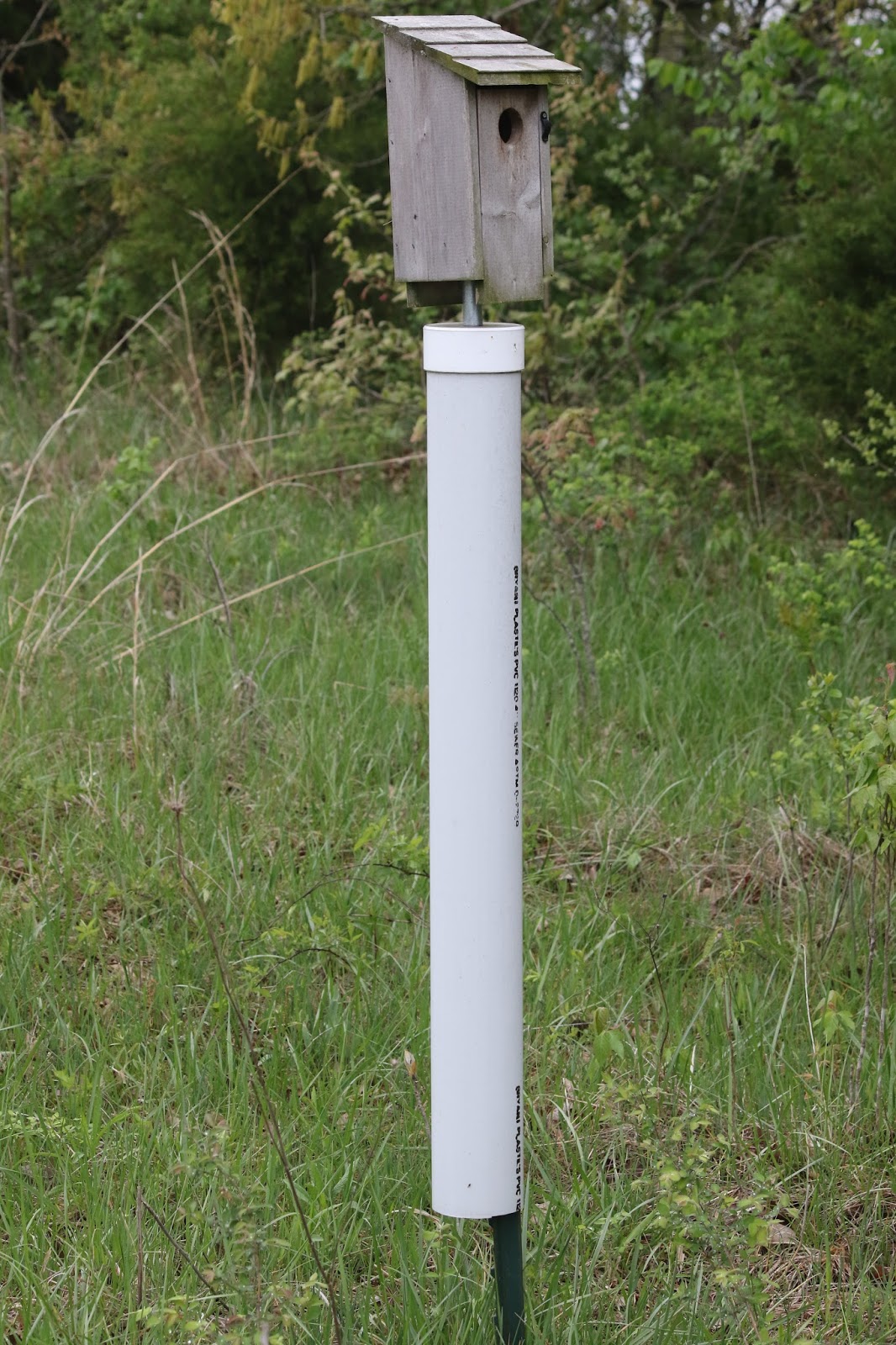 The Birds & The Bees: Predators are on the Prowl