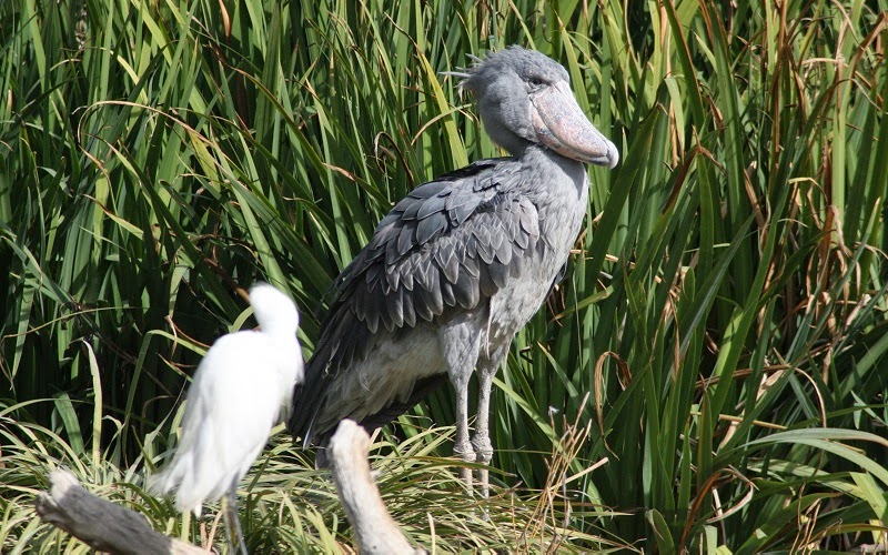 Naturaleza salvaje Blog: El ave picozapato