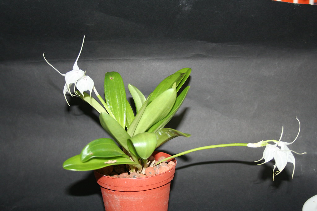 Masdevallia tovarensis care and culture | Travaldo's blog