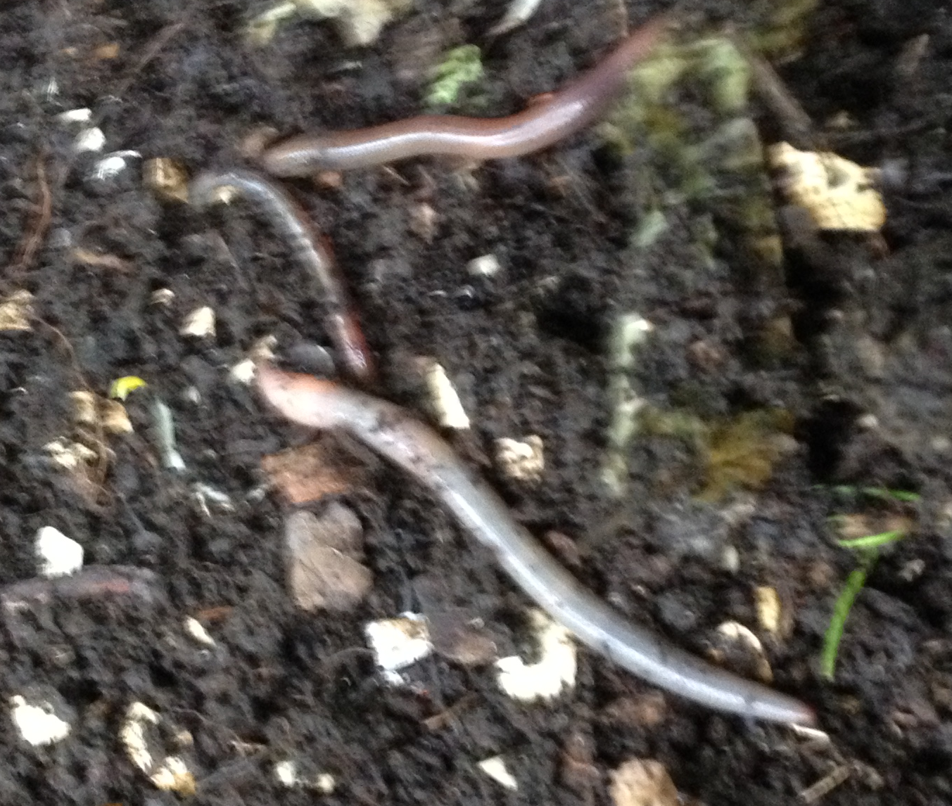 Glass half-Full and Glass Chimera: Spider and Worm