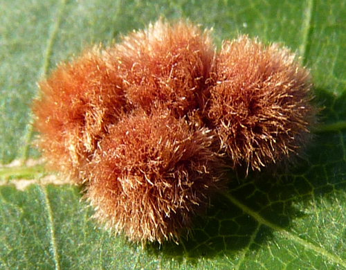Springfield Plateau: Fuzzy Orange Galls