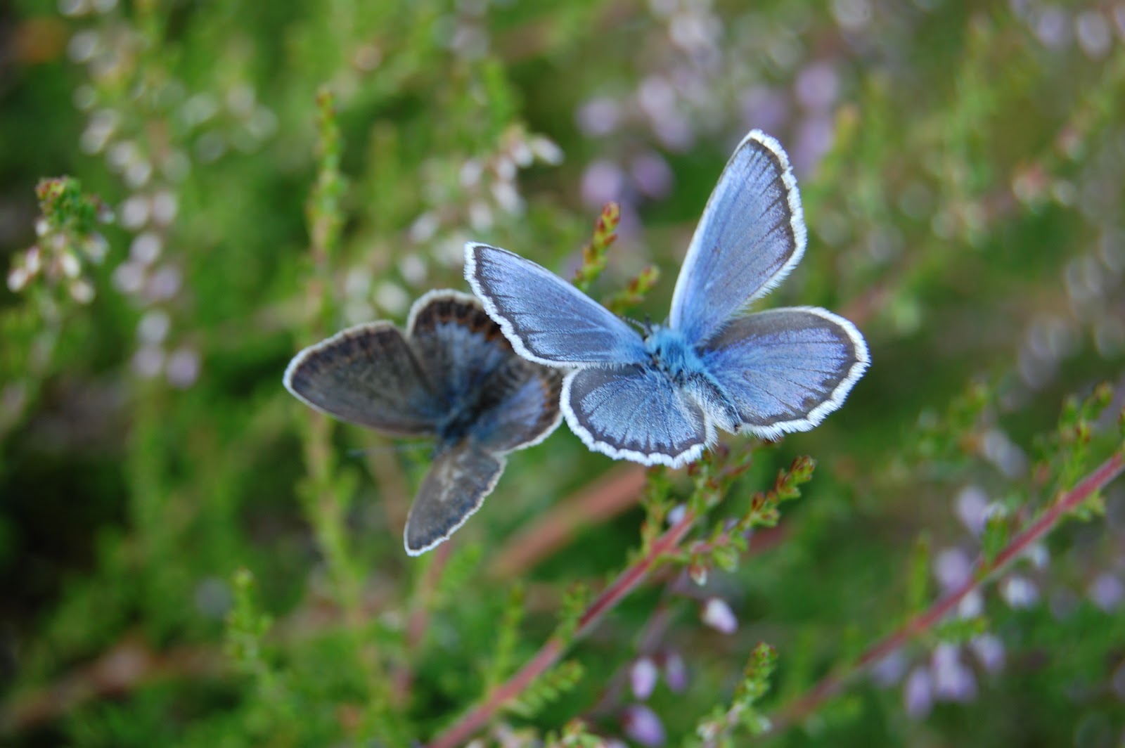 Magic and Miracles: Butterfly, flutter by