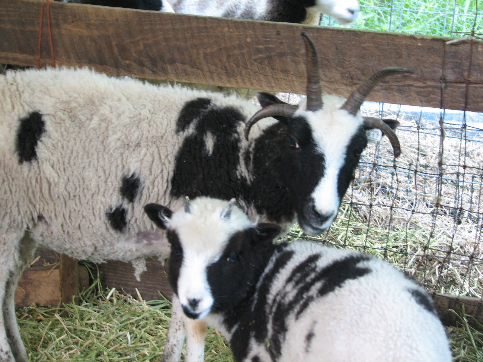 Red Dog, Spotted Sheep: Sheep For Sale, They Come With Spots & Horns