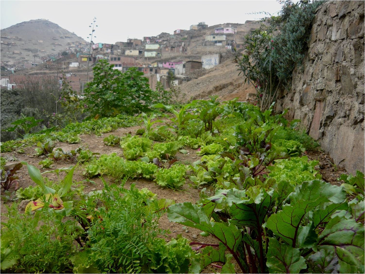 ALTERNATIVA ECOLÓGICA: LOS ANDENES LIMEÑOS