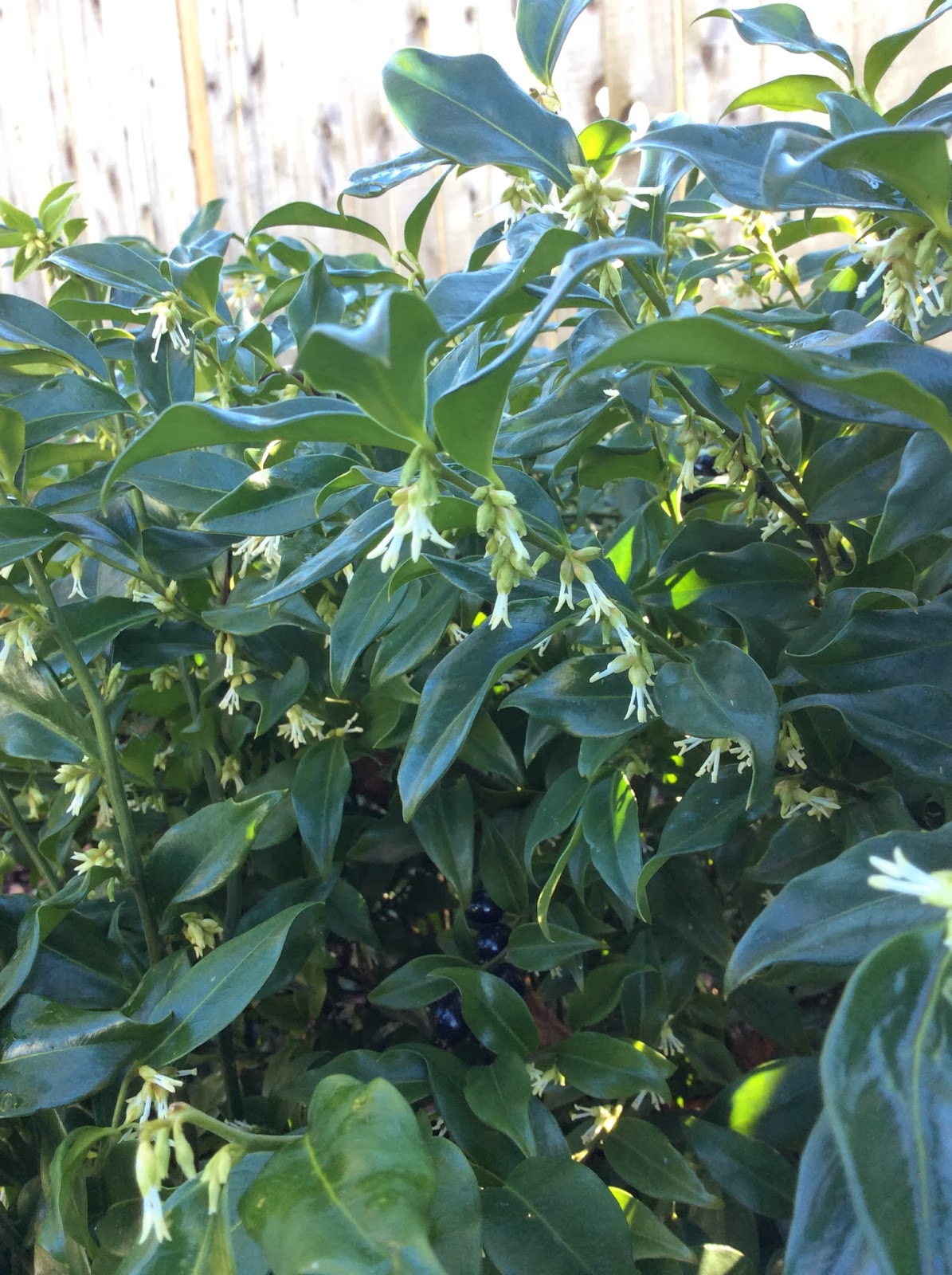 The Lents Farmer: Today's Favorite Plant - Sarcococca ruscifolia