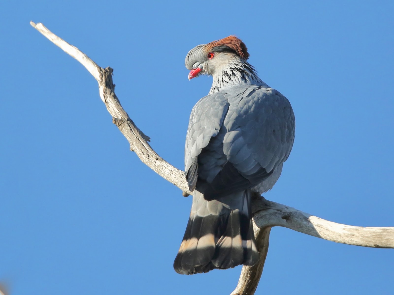 Avithera: Topknot Pigeons
