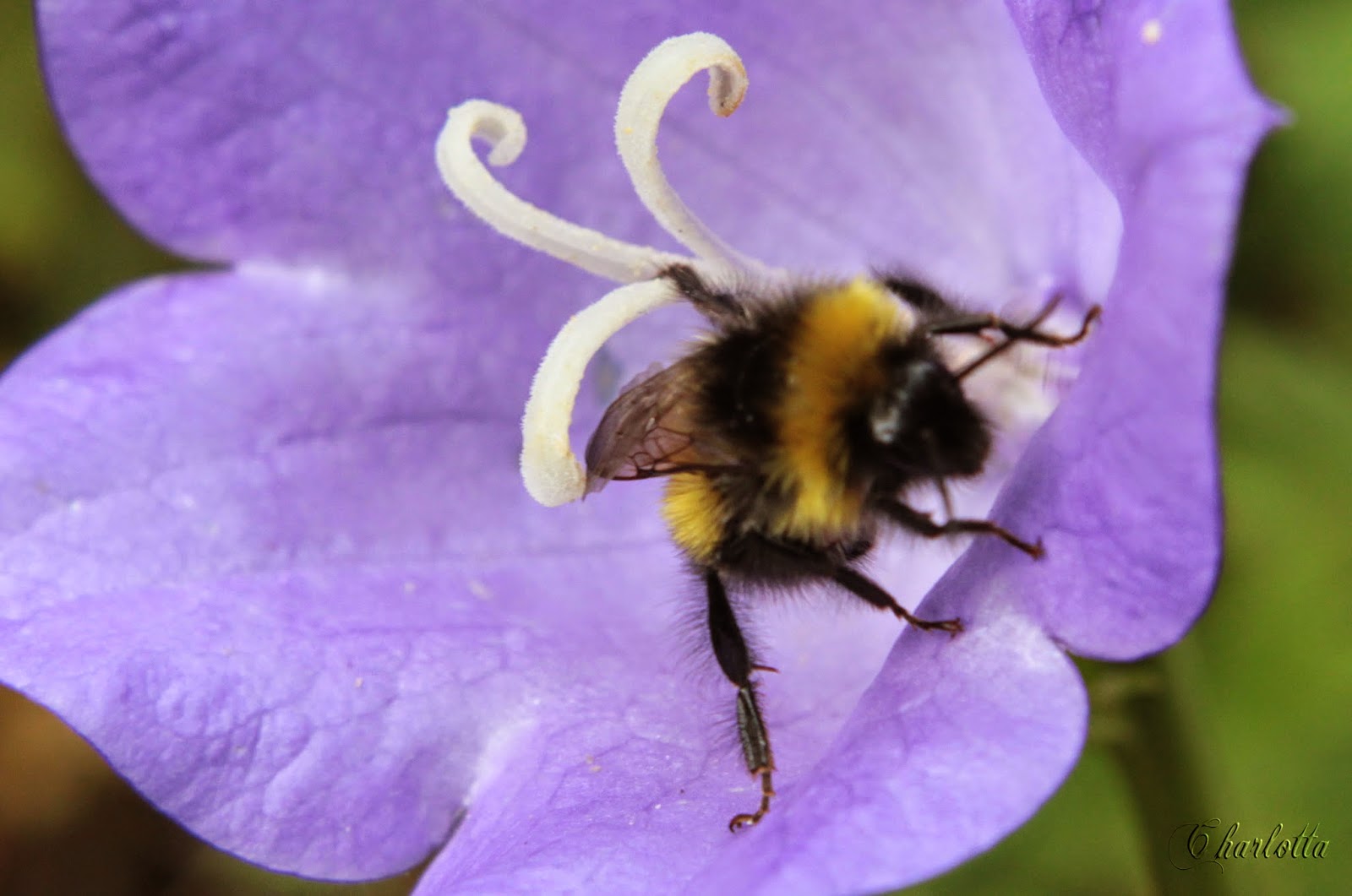 Charlottas trädgård: Jag fångade en humla i en blå skål