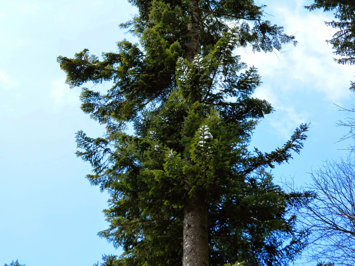 LA MULTI ANI, ROMANIA!: Copaci inalti si drepti la munte