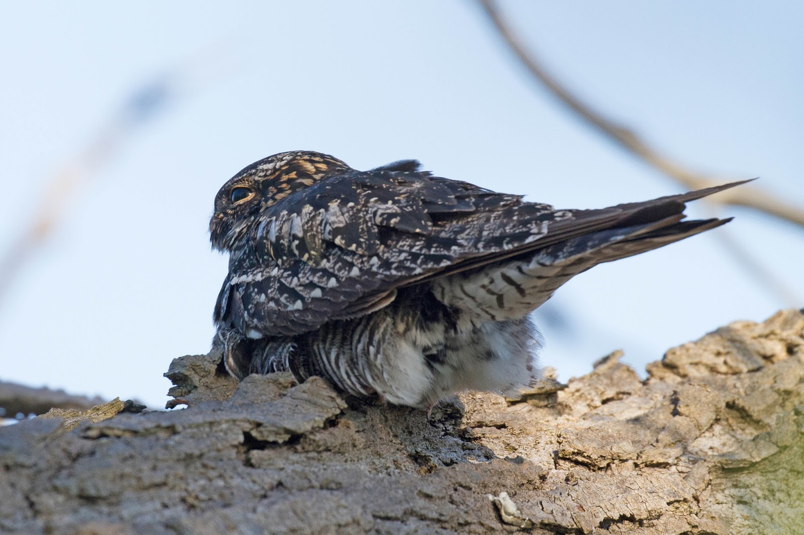 Philly Bird Nerd : May 2016