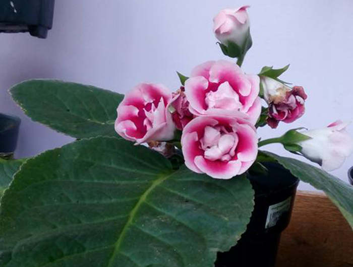 20+ Bunga Gloxinia