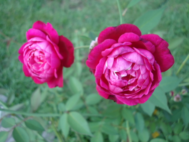 Cracker Rose Acre - Fort White - Florida: CRACKER ROSE ACRES fall ...