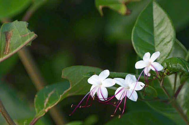 Ryukyu Life: Plant and Flower Photos: Clerodendrum