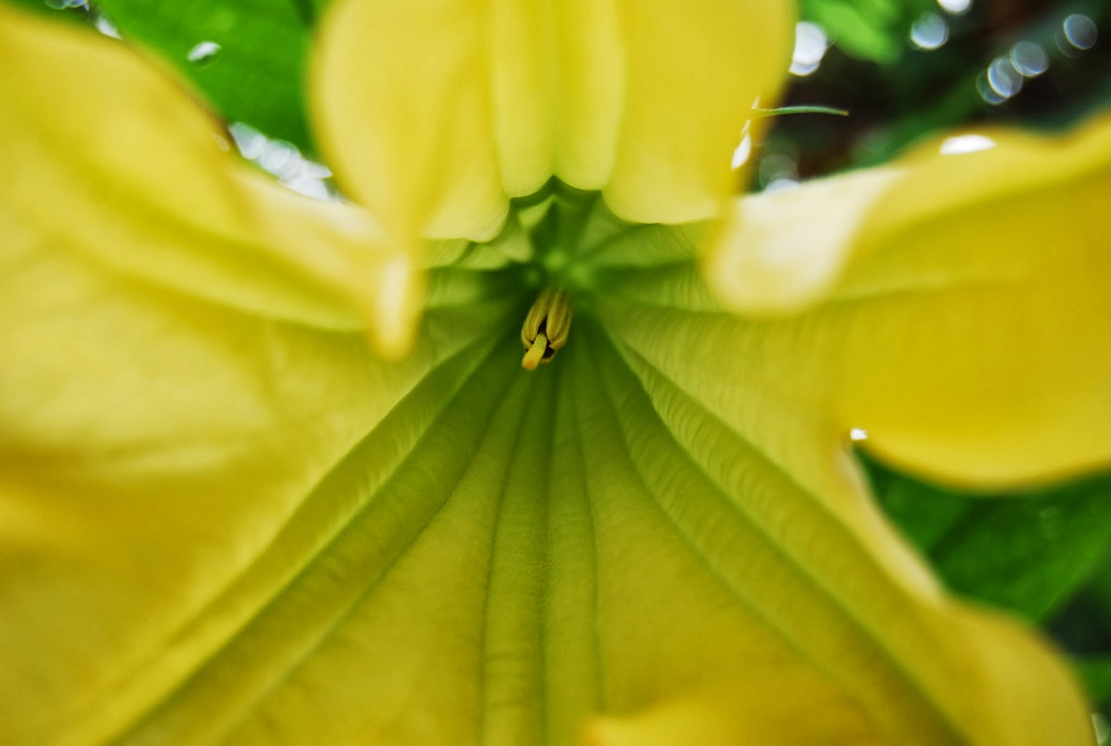Odd Plants: Six Point Brugmansia