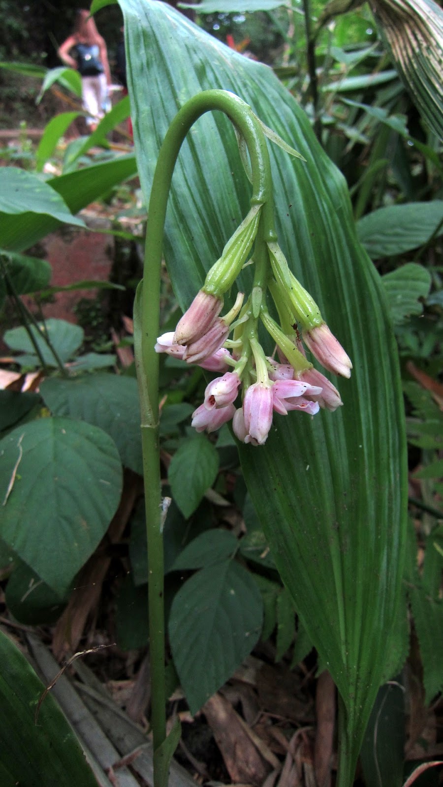 Geodorum densiflorum along a mountain trail