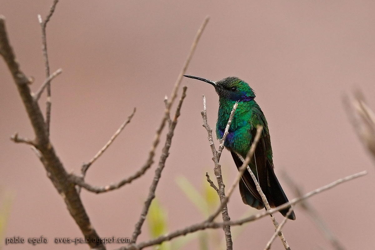 mis fotos de aves: Colibri coruscans Colibrí Grande Sparkling Violet-ear