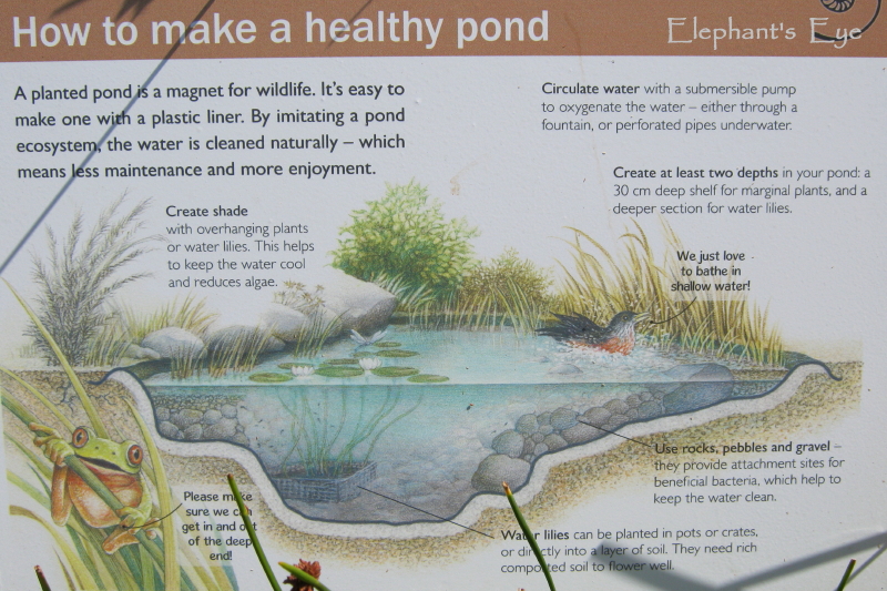 Dwarf papyrus Cyperus prolifer in Froggy Pond