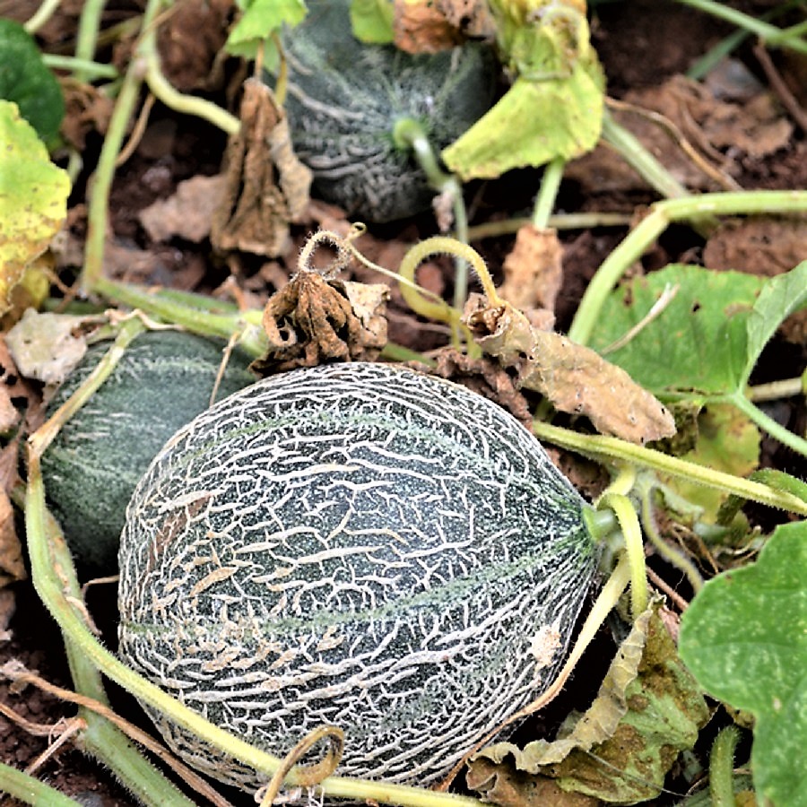 Plants & Gardens in Colonial & Early America: History Blooms at ...