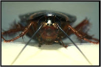 AVISA PEST CONTROL: Hama Utama Serangga