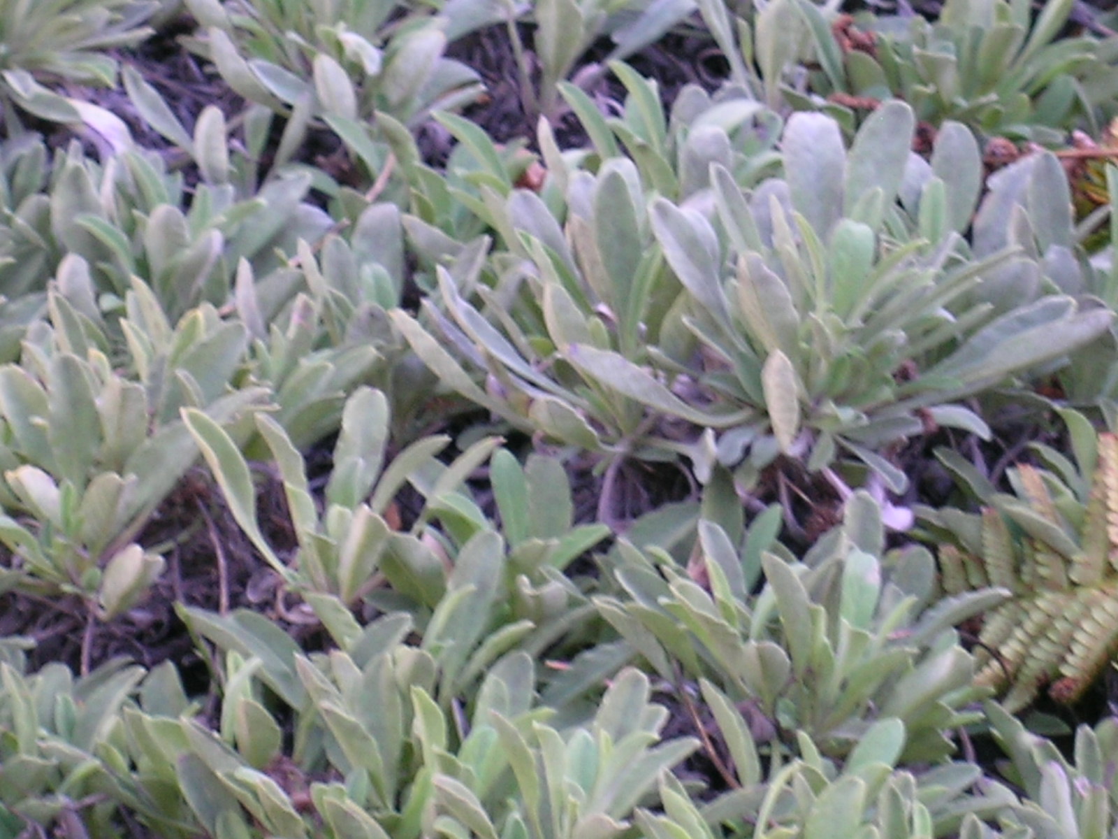 Berkeley Butterfly Blog: Salvia sonomensis-- Creeping Sage