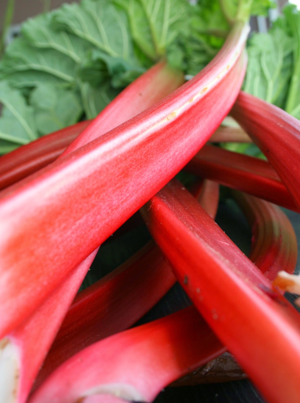 HIŠA Z VRTOM: RABARBARA