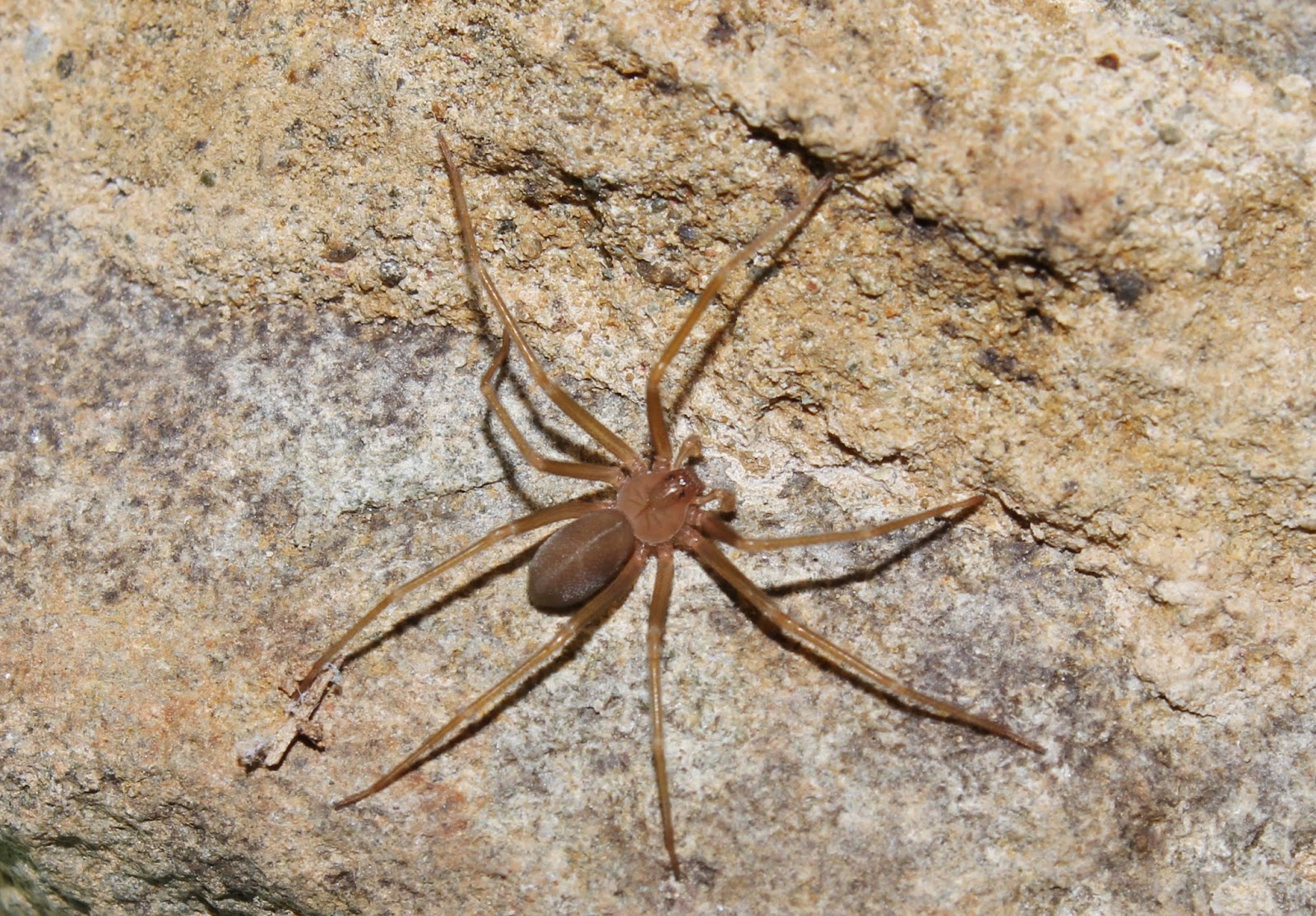 Biodiversity of Cyprus by NGO Protection of the Natural Heritage and ...