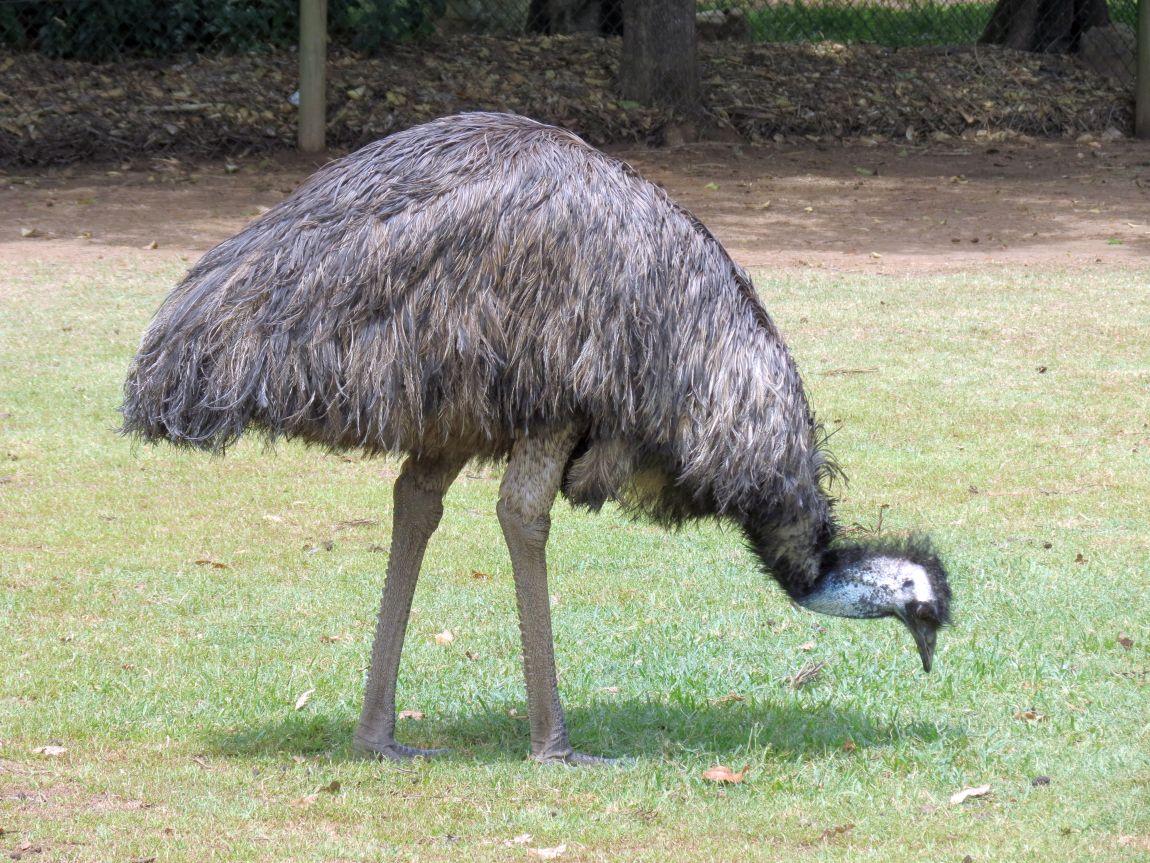 Helle ja Aini aed: Reisimuljed IV - Austraalia linnud