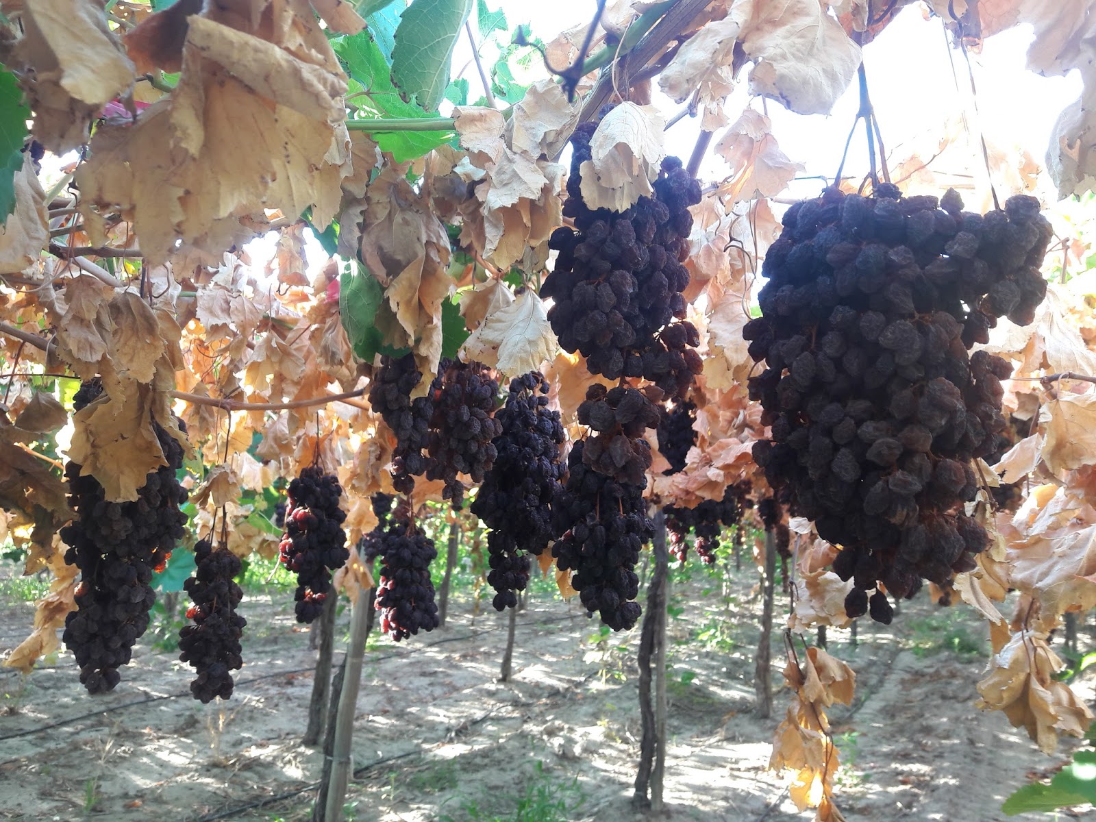 Rodrigo S. Espíndola: Sistema de secado de uva en planta o Dry on Vine ...