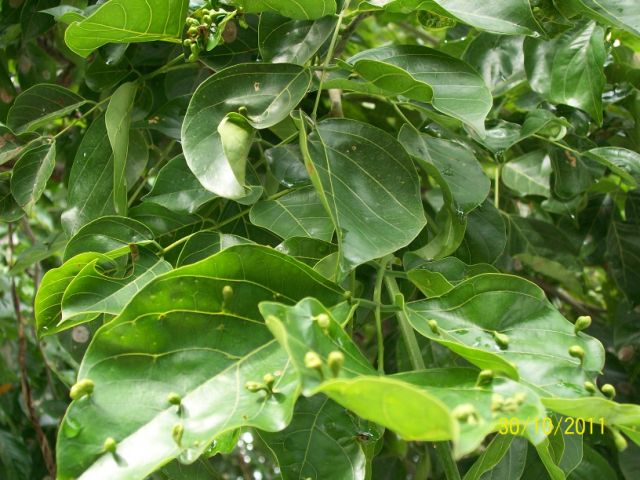 Prakruti -Mother Nature: Pongam tree--Leaf Galls-& Symbiotic Harmony-