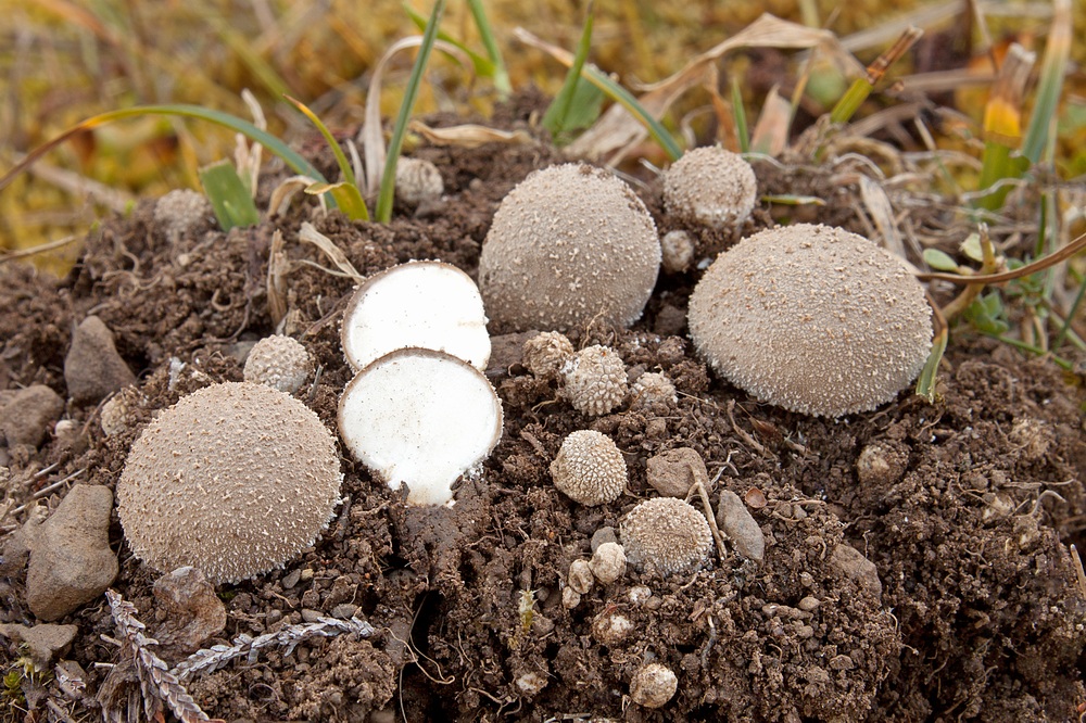 Lycoperdon molle Pers. y Lycoperdon ericaeum Bonord. • CEMAS