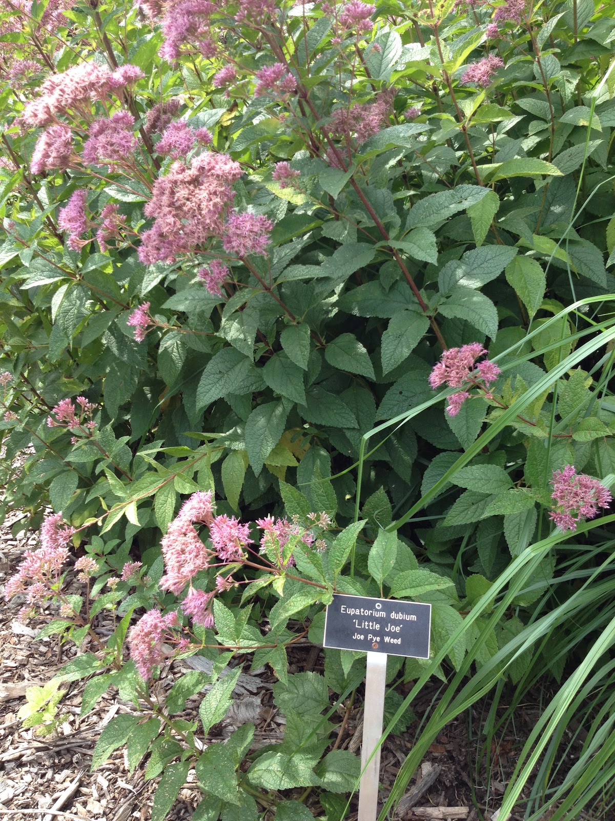 Penn State Extension Philadelphia Master Gardeners : Burpee’s Historic ...