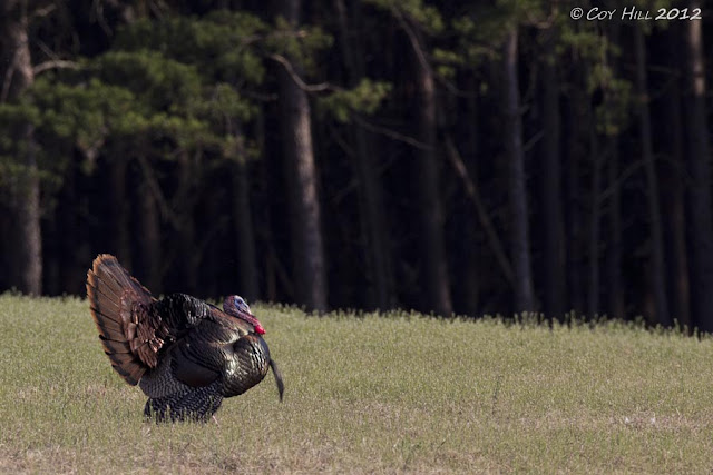 Country Captures: Strutting His Stuff!